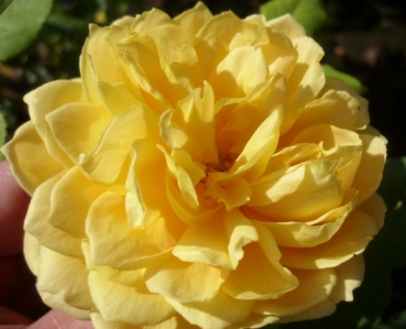 rosenbaumschule - Englische Rosen von David Austin in vielen Sorten